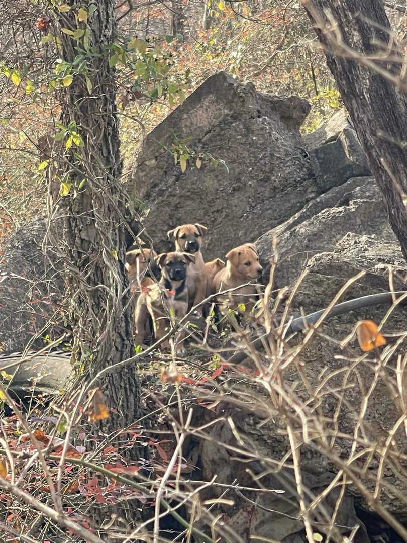 Feral Companion Drawing | Zante